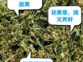 赶黄草的作用与功效_赶黄草可以长期喝吗