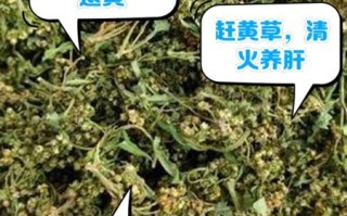 赶黄草的作用与功效_赶黄草可以长期喝吗