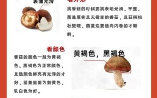 香菇的营养价值有哪些_香菇的功效与作用是什么
