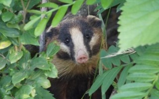 猪獾长什么样_猪獾和狗獾区别