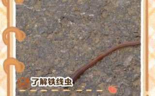 铁线虫怎么杀死_铁线虫用什么药最有效