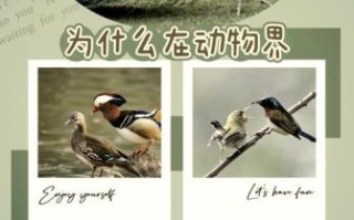 孔雀开屏是什么行为_孔雀开屏的生物学意义