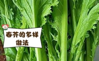 春芥菜图片_如何辨别新鲜度