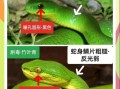 青竹蛇图片哪里找_青竹蛇有毒吗