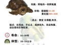 鳄龟怎么养_鳄龟能长多大