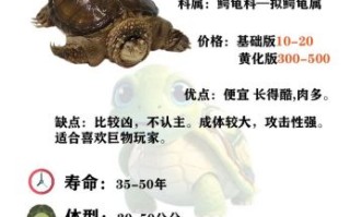 鳄龟怎么养_鳄龟能长多大