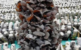 新鲜木耳可以直接炒吗_新鲜木耳炒前怎么处理