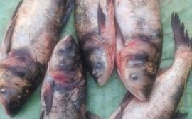 白鲢鱼图片大全大图_白鲢鱼高清图片怎么拍