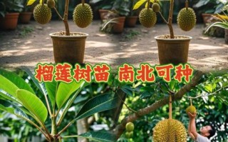 榴莲树适合什么地方种植_榴莲树生长环境要求