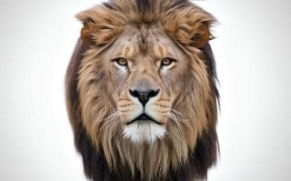 狮子头像图片大全_如何挑选高清霸气狮子头像