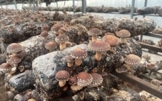 香菇产地主要在哪个省_哪个省份香菇最多