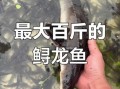 鲟龙鱼图片大全高清_鲟龙鱼长什么样