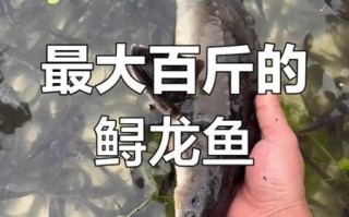 鲟龙鱼图片大全高清_鲟龙鱼长什么样