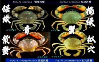 锯缘青蟹怎么挑选_锯缘青蟹和青蟹区别