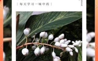 白豆蔻的功效与作用_白豆蔻怎么吃效果好