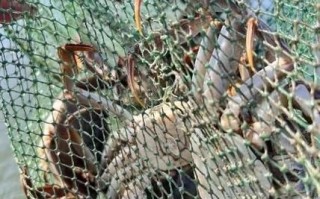 阳澄湖大闸蟹哪里有卖_正宗购买渠道