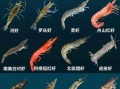 海虾种类大全名称_常见海虾品种有哪些