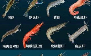 海虾种类大全名称_常见海虾品种有哪些