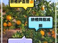 橙子热量是多少_减肥能吃橙子吗