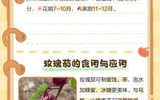 玫瑰茄怎么读_玫瑰茄的功效与作用