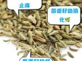 茴香籽怎么吃最好_茴香籽的正确吃法