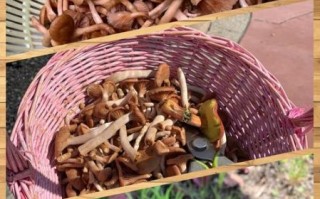 野生茶树菇图片怎么辨别_野生茶树菇与人工区别