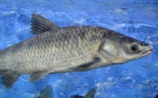 小青鱼是什么鱼_小青鱼是海鱼还是淡水鱼