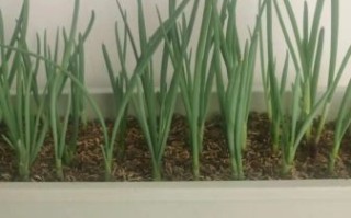 红葱头家庭种植方法_阳台盆栽多久能收获