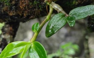 铁皮石斛图片大全大图_铁皮石斛长什么样