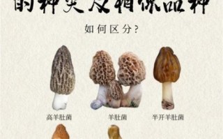 羊肚菌的功效与禁忌_什么人不能吃