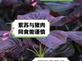 紫苏不能和什么一起吃_紫苏的禁忌人群有哪些