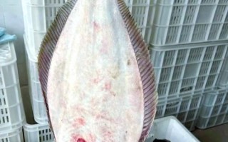 鸦片鱼是海鱼吗_鸦片鱼属于什么鱼