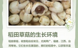 草菇种植技术_草菇怎么种产量高