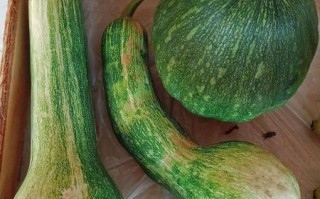 山东北瓜图片_山东北瓜长什么样