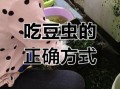豆虫怎么吃_豆虫怎么做好吃