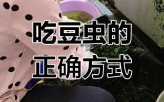 豆虫怎么吃_豆虫怎么做好吃