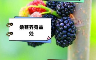 桑葚果的功效与作用_桑葚果怎么吃效果最好