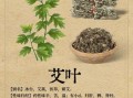 艾叶对男性性功能有用吗_艾叶能提高精子质量吗