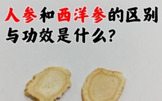 白参和西洋参的区别_哪个更适合日常滋补