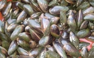 河蚌图片怎么拍_河蚌高清图哪里找