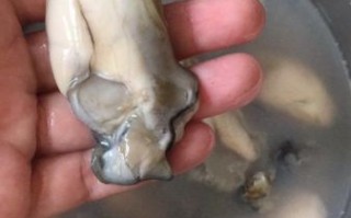 萝卜海蛎子汤的做法_萝卜海蛎子汤的功效