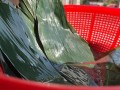 鲜肉粽子煮多久能熟_鲜肉粽子冷水下锅还是热水