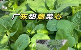 广东菜心什么时候种最好_广东菜心怎么种高产