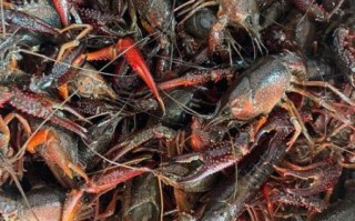 小龙虾哪里的最有名_中国小龙虾产地排名