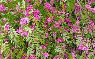 香花槐树适合种哪里_香花槐树几年能开花