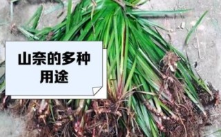 三奈香料的作用_三奈香料在卤水中的功效