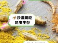 蝎子吃什么_蝎子食物有哪些