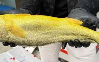 黄瓜鱼一斤多少钱_今日最新批发价