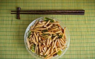 黄粉虫养殖利润怎么样_黄粉虫养殖成本与利润分析