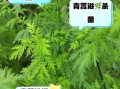 青蒿的功效与作用有哪些_青蒿主治什么病